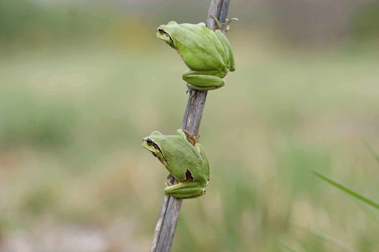 Rainettes ibérique & Rainette verte - Sentinelles
